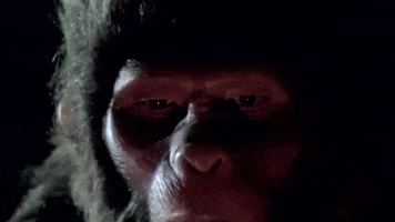 Clapping Monkey GIFs - Find & Share on GIPHY