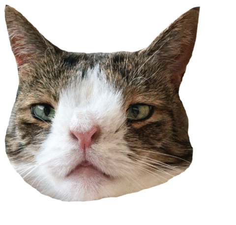 Cat Wink Sticker by Monty Happiness for iOS & Android | GIPHY