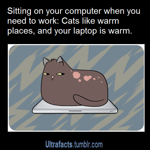 Working-cat GIFs - Get the best GIF on GIPHY