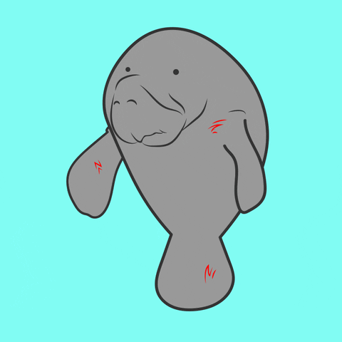 Manatee Rescue GIFs - Get the best GIF on GIPHY