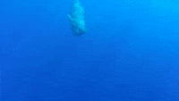 Exploding Sperm Whale Gif