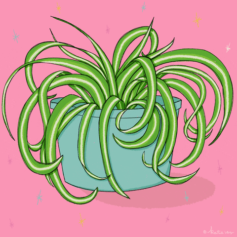 Spider Plant GIF - Find & Share on GIPHY