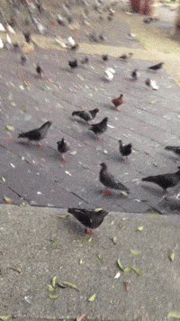 Pigeon Flying Gif