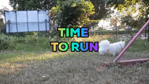 Time To Run Dog GIFs - Find & Share on GIPHY