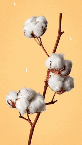 Cotton-ball GIFs - Get the best GIF on GIPHY