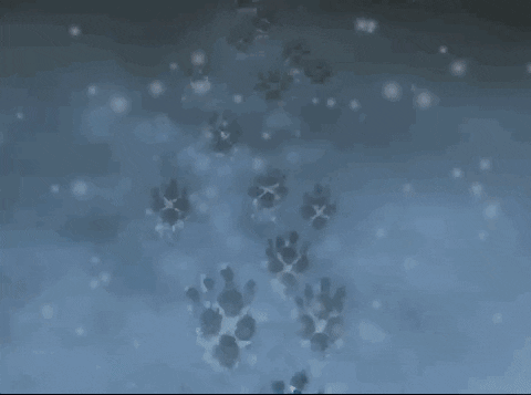 Wolfs Rain Animation GIF by All The Anime — Anime Limited - Find ...