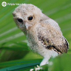 Untuva GIFs - Get the best GIF on GIPHY