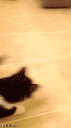 Cat Hit And Run GIFs - Get the best GIF on GIPHY