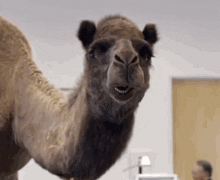Camel-band GIFs - Get the best GIF on GIPHY