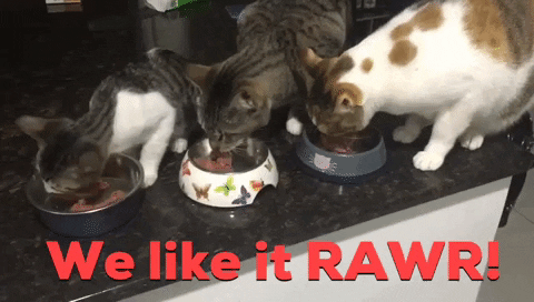 Cat Food GIF by FURCHILD - Find & Share on GIPHY