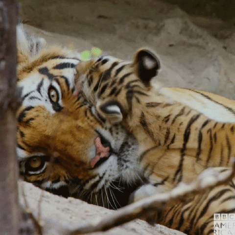 Tiger Cub GIFs - Get the best GIF on GIPHY