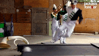 Jackass 3 Gif