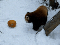 Red Panda Surprised Gif