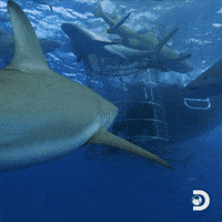Shark Gif