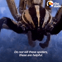 Jumping Spider Gif