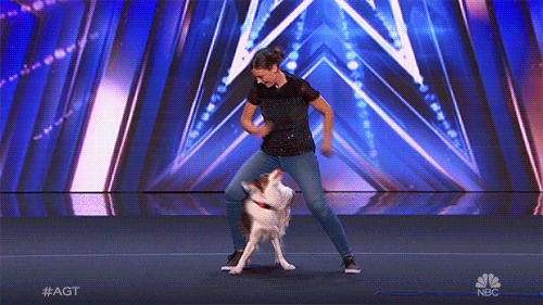 Dog-tricks GIFs - Get the best GIF on GIPHY
