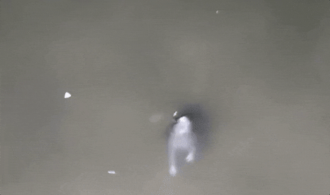 Rat-swimming GIFs - Get the best GIF on GIPHY