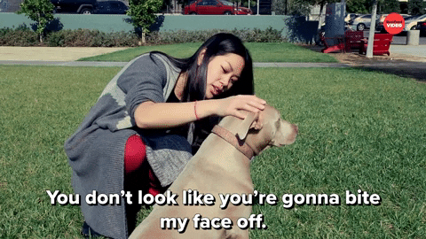 People-meet-pit-bulls-for-the-first-time GIFs - Get the best GIF on GIPHY