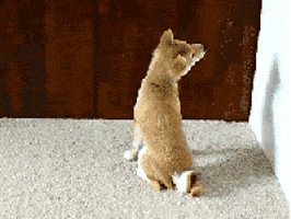 Upside Down Head GIFs - Get the best GIF on GIPHY