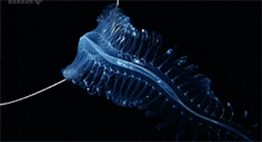 Angler Fish GIFs - Find & Share on GIPHY