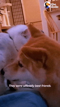 Dog And Cat Friends Gif