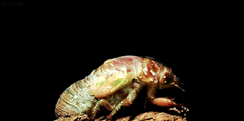 New trending GIF tagged science loop timelapse insect… | Trending Gifs