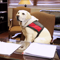 Ptsd Dog Gif
