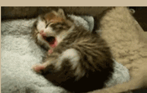 Nap Time GIFs - Find & Share on GIPHY