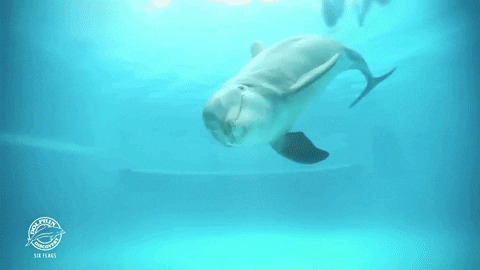 9 GIFs to Celebrate National Dolphin Day! by GIF Greeting Cards | GIPHY