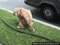 Dog Poop Gif