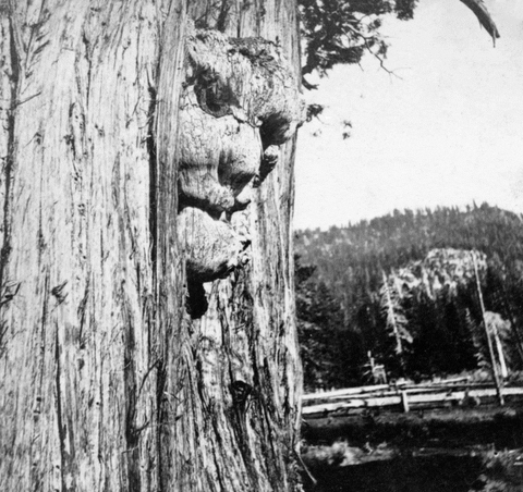 Pocahontas Tree GIFs - Get the best GIF on GIPHY