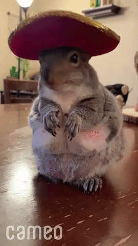 Pet-a-squirrel GIFs - Get the best GIF on GIPHY