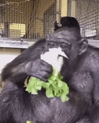 Gorilla Damhsa Gif Gorilla Throws Poop In Idris Elba Mouth IDRIS ELBA