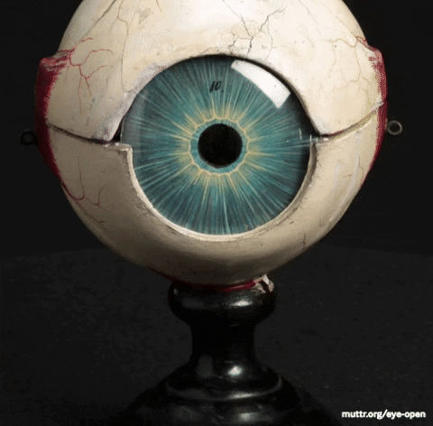 Anatomy Eyeball GIF by Mütter Museum - Find & Share on GIPHY