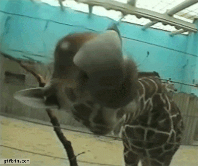 Giraffes GIFs - Get the best GIF on GIPHY