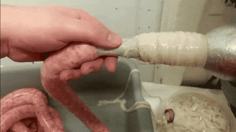 Linking GIFs - Get the best GIF on GIPHY