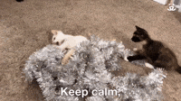 Calming-cat GIFs - Get the best GIF on GIPHY