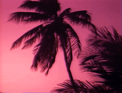 Palm Tree Summer GIF - Find & Share on GIPHY