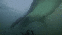 Mosasaurus GIFs - Get the best GIF on GIPHY