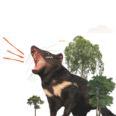 Meet Milo: 500th joey from Tasmanian devil breeding program - ABC News