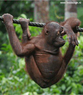 Dog Poop GIFs - Get the best GIF on GIPHY