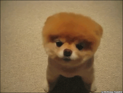 Bee Boo Dog Love Happy Dbz GIFs - Get the best GIF on GIPHY
