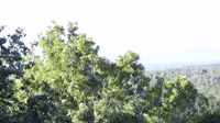 Swaying Trees Gif