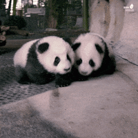 Baby Panda Bear Gif
