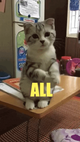 All Cats GIFs - Get the best GIF on GIPHY