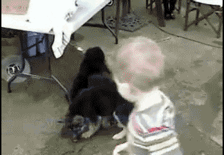 Animal Attack Human GIFs - Get the best GIF on GIPHY