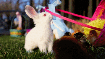 Rabbit GIFs - Find & Share on GIPHY
