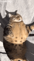 Chonky-cat GIFs - Get the best GIF on GIPHY