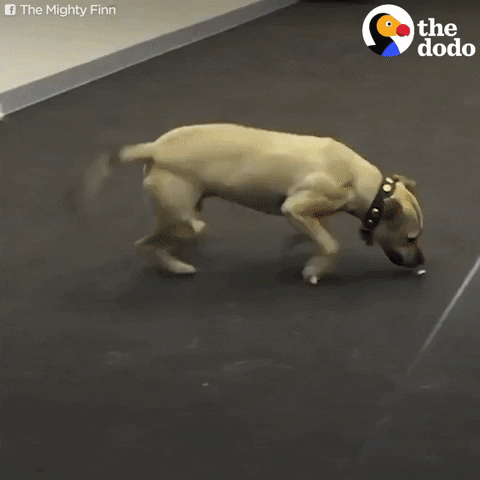 Excited Dog GIF by The Dodo - Find & Share on GIPHY
