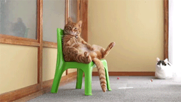 Stroking Cat GIFs - Get the best GIF on GIPHY